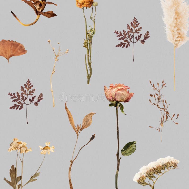 Dried Flower Stock Illustrations – 8,686 Dried Flower Stock ...
