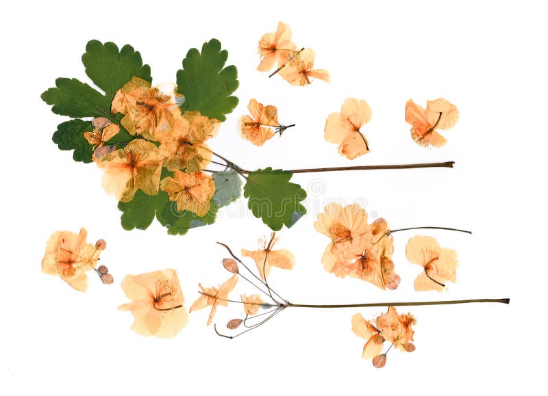 Dried Flower Petals, Application Bouquet of Dry Flowers Stock Photo ...