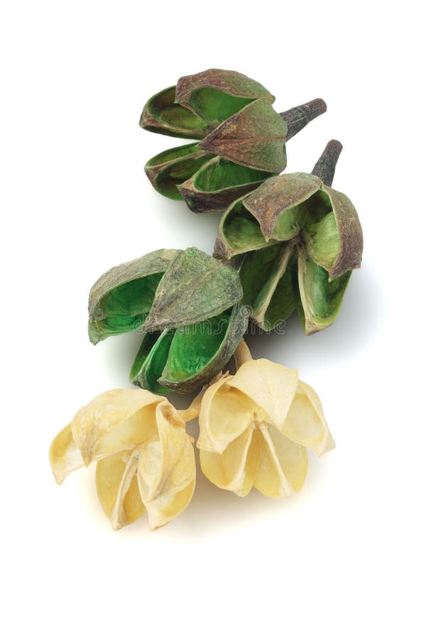 Dried Flower Seed Pods stock image. Image of shot, fragrant - 56391097