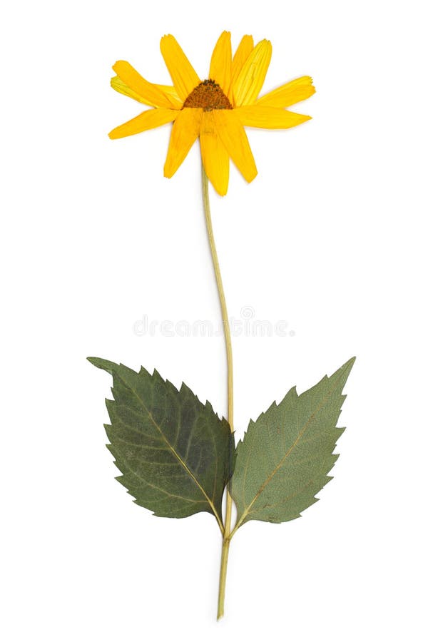 Dried Flower of Titonia on a White Background Stock Image - Image of ...