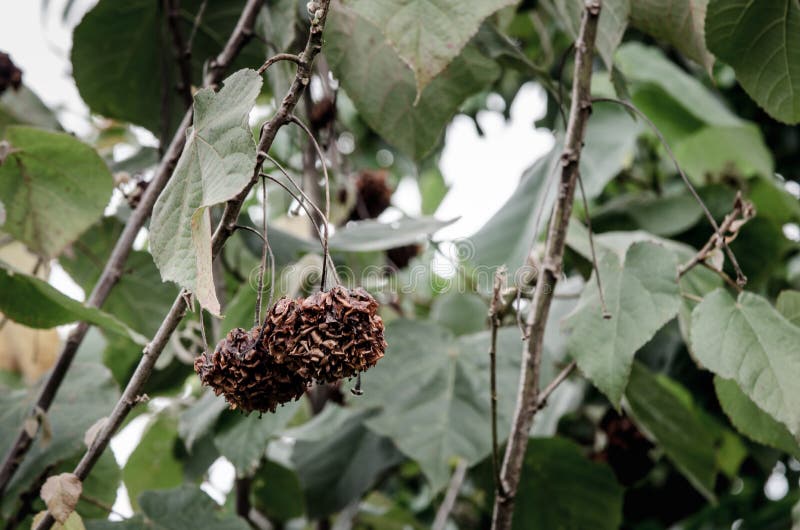 Dried flower on tree stock photo. Image of dried, garden - 111917478