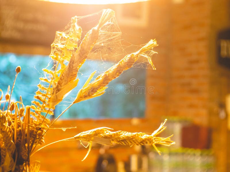 A Dried Flower that Was Lit by a Light Bulb Stock Photo - Image of ...