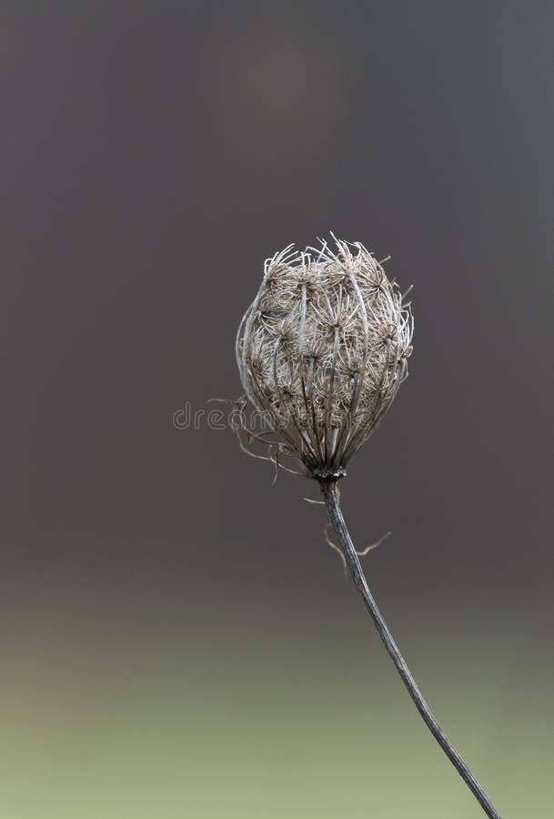 Dried Flower Weed with a Blurry Background Stock Photo - Image of ...