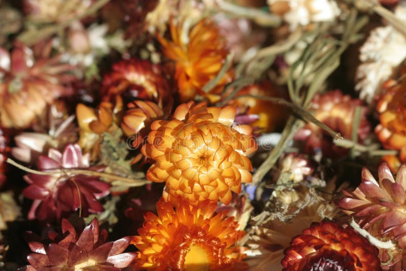 Pilbara Wildflowers stock image. Image of western, gold - 5377715