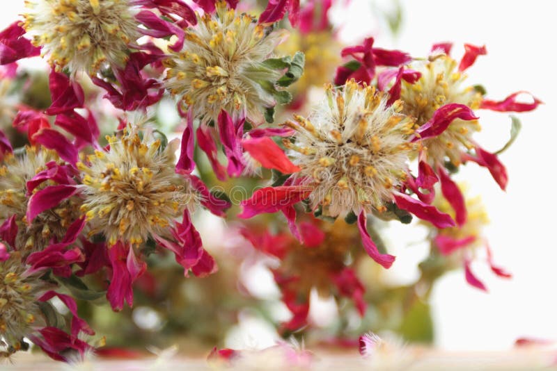 Dried flowers stock photo. Image of color, withered, dried - 46868478