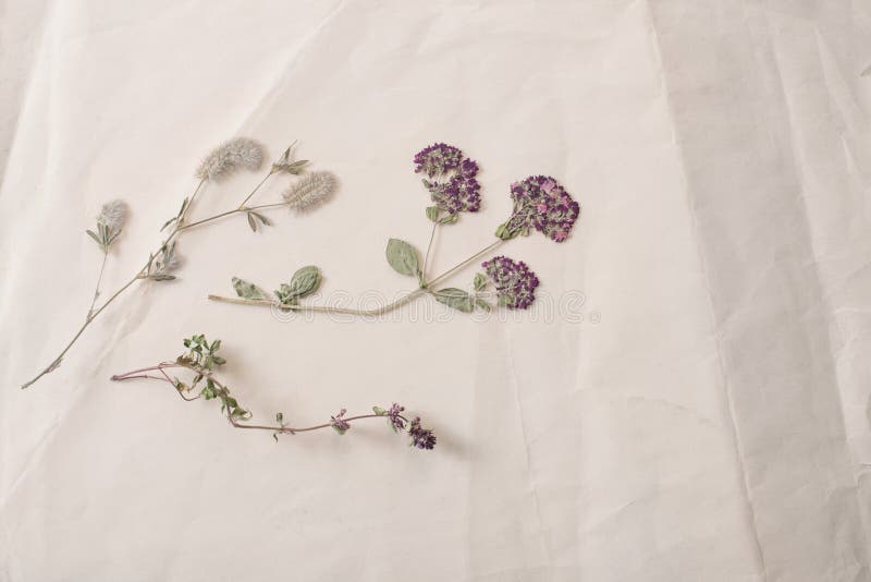 Dried Flowers on Crumpled Old Paper Stock Image - Image of foliage ...