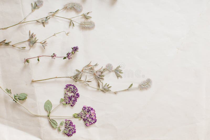 Dried Flowers on Crumpled Old Paper Stock Image - Image of botanical ...