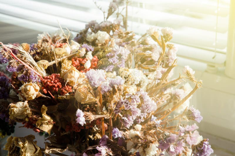 Dried flowers stock photo. Image of wilted, dead, still - 78027474