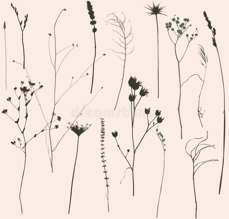 Prairie Grass Drawing