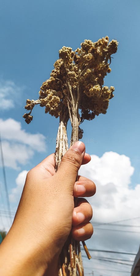 Dried flowers in hand stock photo. Image of dried, hand - 200594056