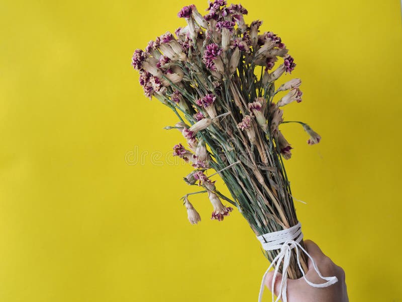 Dried Flowers in Hand on Yellow Background. Stock Image - Image of ...