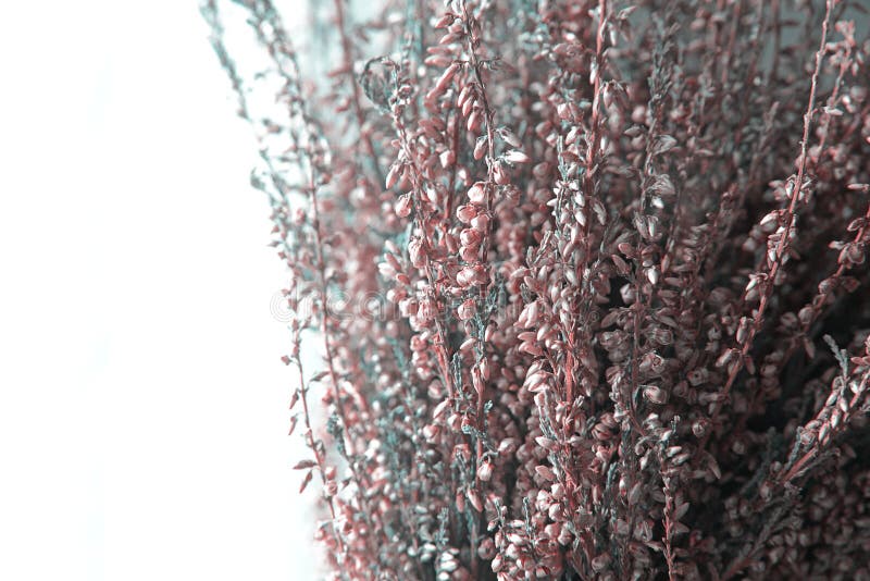 Dried flowers stock photo. Image of pink, focus, flora - 129986748