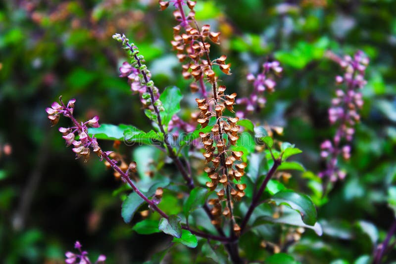 Dried Flowers of the Holy Basil Stock Photo - Image of green, leaf ...