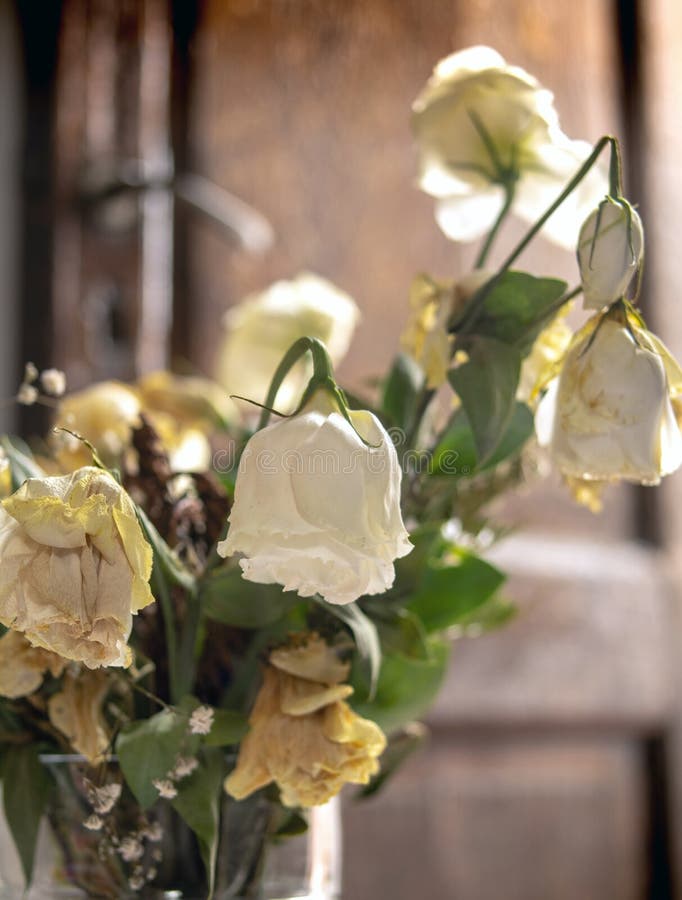 Withered White Roses in Front of the House Door Stock Image - Image of ...