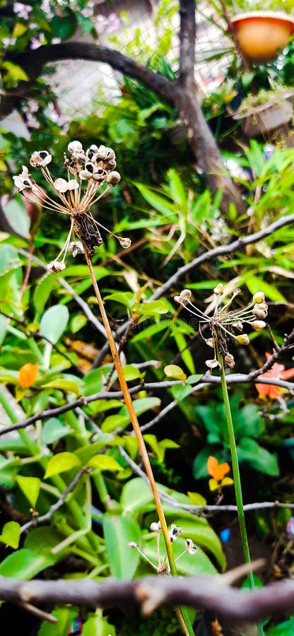 Dried stock photo. Image of dried, flowers, sticks, focus - 163799052