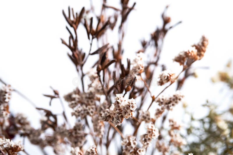 Dried Flowers Pattern. Modern Boho Style Floral Background. Wall Decor ...