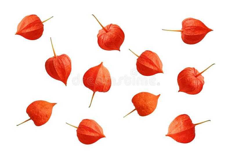 Dried flowers physalis. stock photo. Image of seeds - 132564880