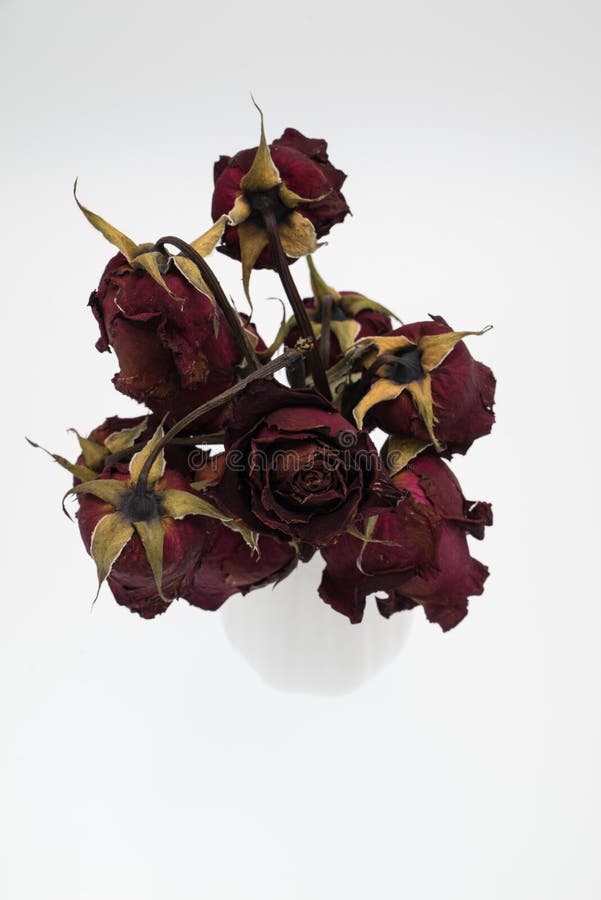 Dried flowers. Roses stock image. Image of plant, love - 71129531