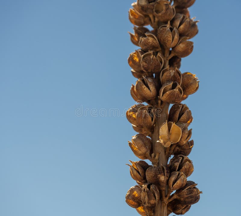 Dried Flowers on the Stalk of Yucca Tree Against Light Blue Sky Stock ...