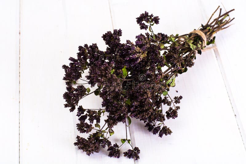 Dried Flowers and Stems of Thyme Stock Image - Image of leaves, fresh ...