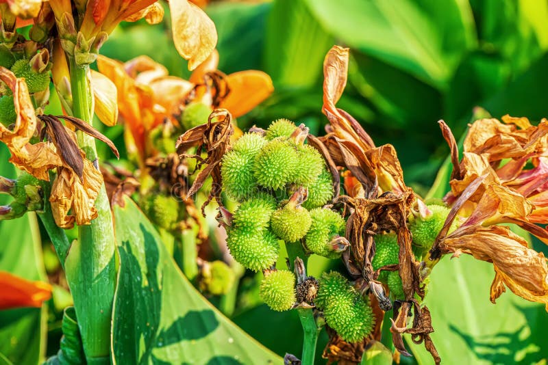 The dried flowers stock image. Image of breezy, blooming - 213318539
