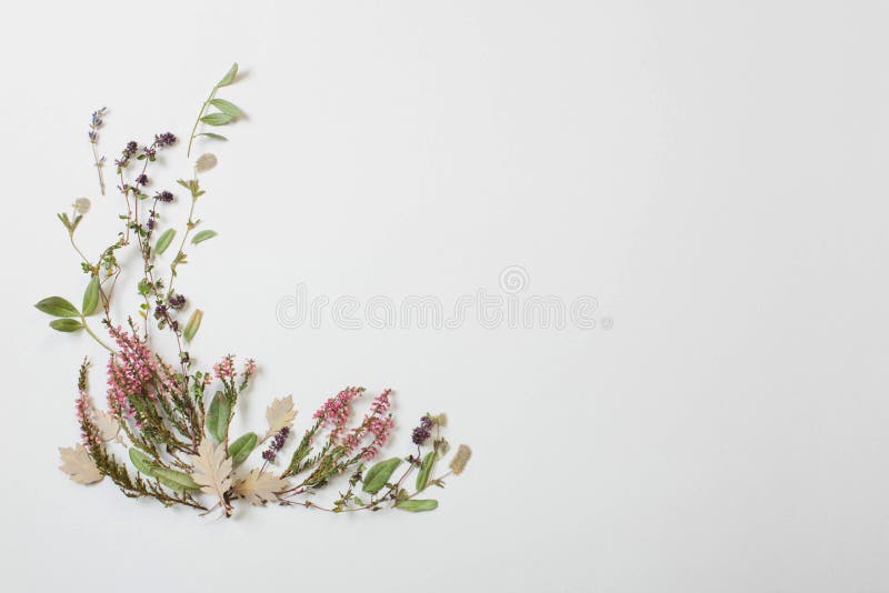 Dried Flowers on White Background Stock Photo - Image of bouquet, group ...