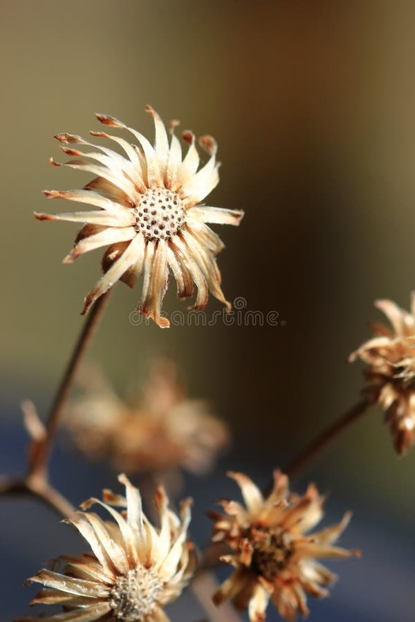Dried Flowers stock image. Image of aromatherapy, withering - 45073771