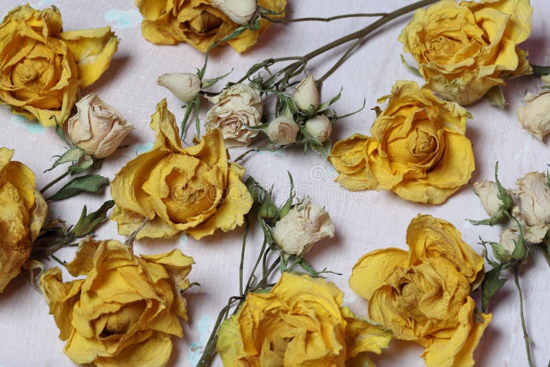 Dried Flowers of Yellow and White Roses. Stock Image - Image of symbol ...