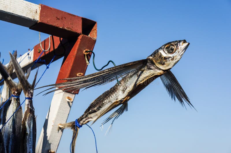 Dried flying fish stock photo. Image of fish, food, spain - 46101012