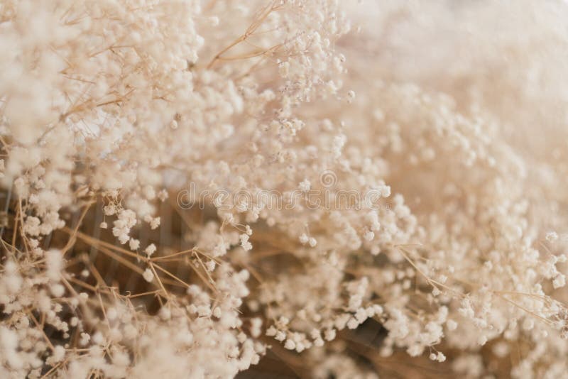 Dried Foliage Background Art Design Composition Stock Photo - Image of ...