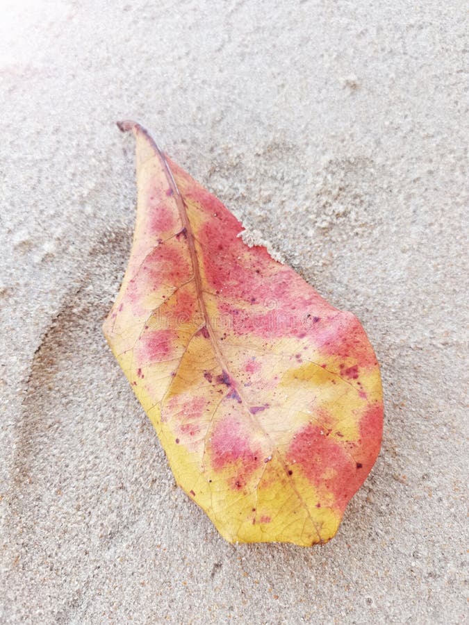 Dried Foliage the Surface of the Beach Sand. Stock Image - Image of ...