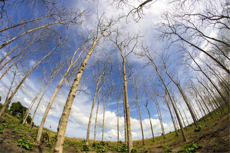 Dried forest stock photo. Image of trees, warming, blue - 60178426