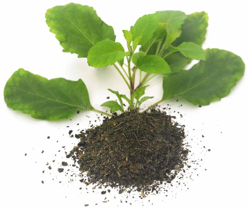 Dried and Fresh Medicinal Tulsi Leaves Stock Image - Image of cuisine ...