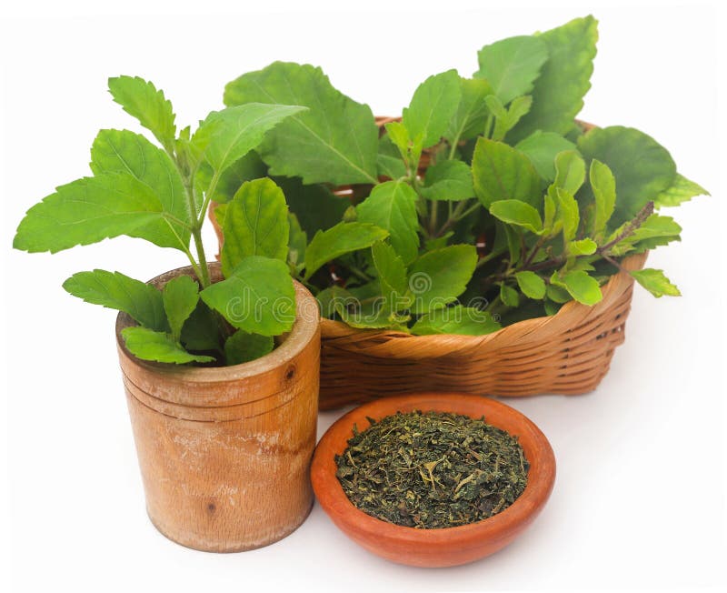 Dried and Fresh Medicinal Tulsi Leaves Stock Image - Image of organic ...