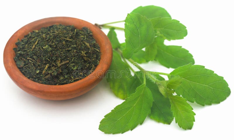 Dried and Fresh Medicinal Tulsi Leaves Stock Image - Image of crushed ...