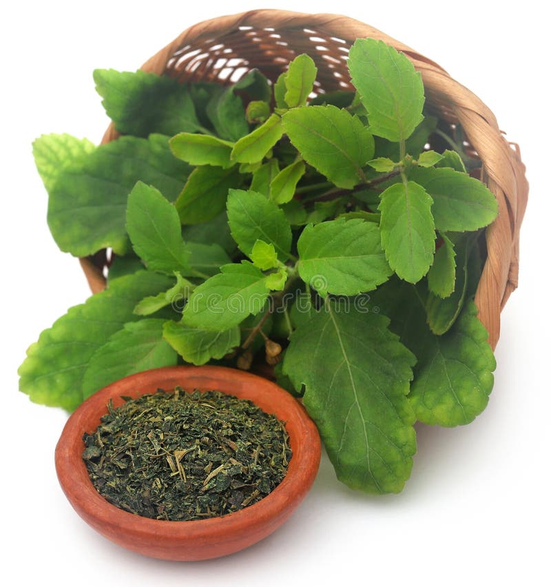 Dried and Fresh Medicinal Tulsi Leaves Stock Photo - Image of herbal ...