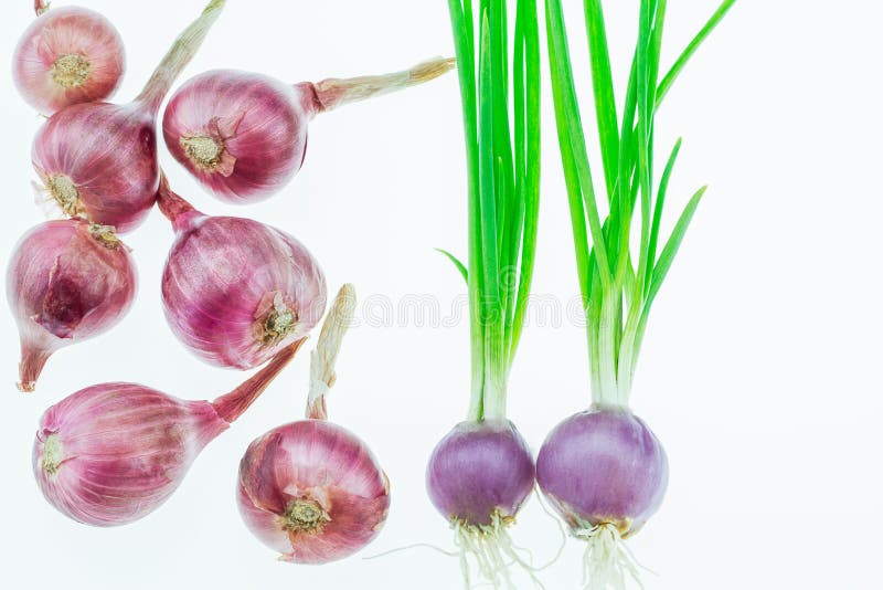 Dried Fresh Red Onions Root White Background Stock Photos - Free ...