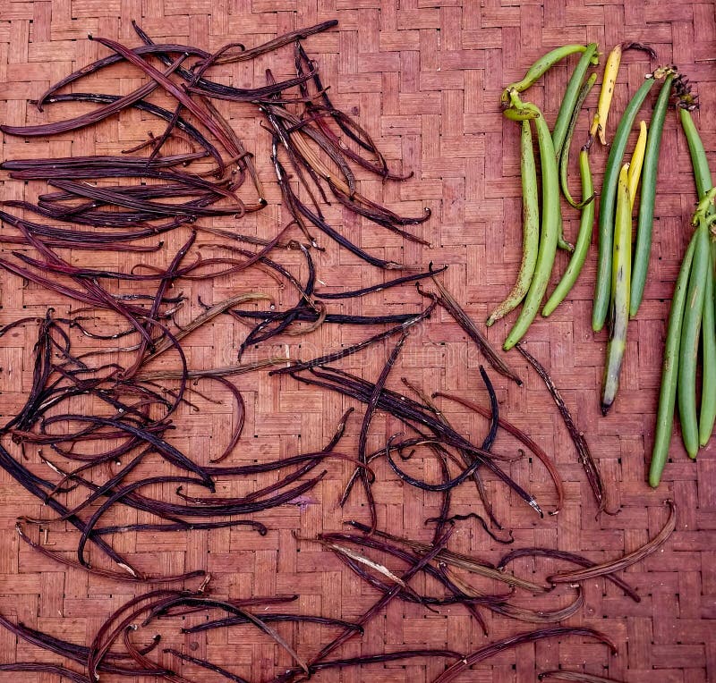 Dried and Fresh Vanilla in the Process of Sun Drying Stock Image ...