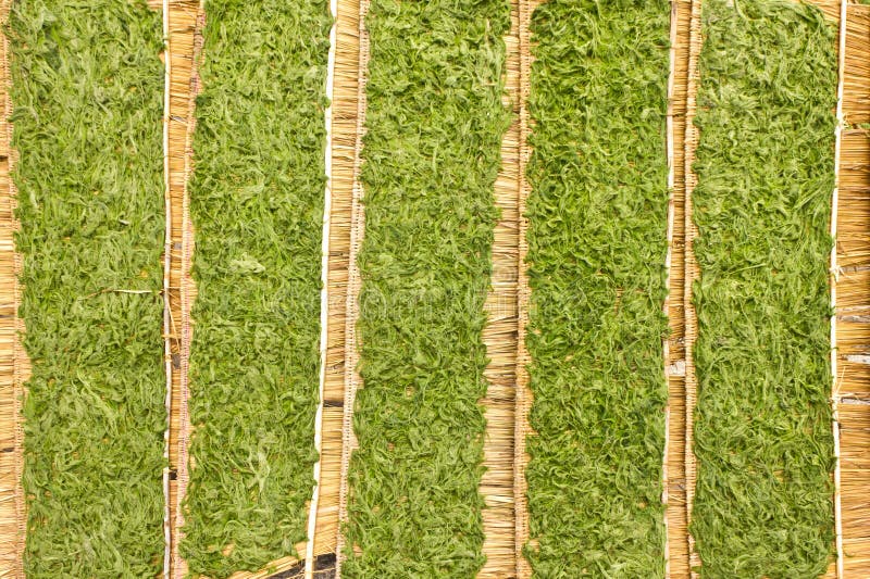 Freshwater algae stock image. Image of underwater, river - 44059763