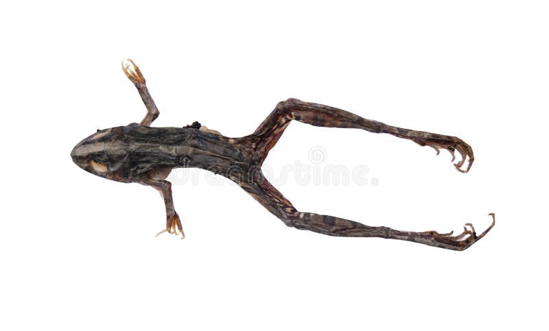 The Dried Frog is Placed Separately Stock Photo - Image of mummified ...