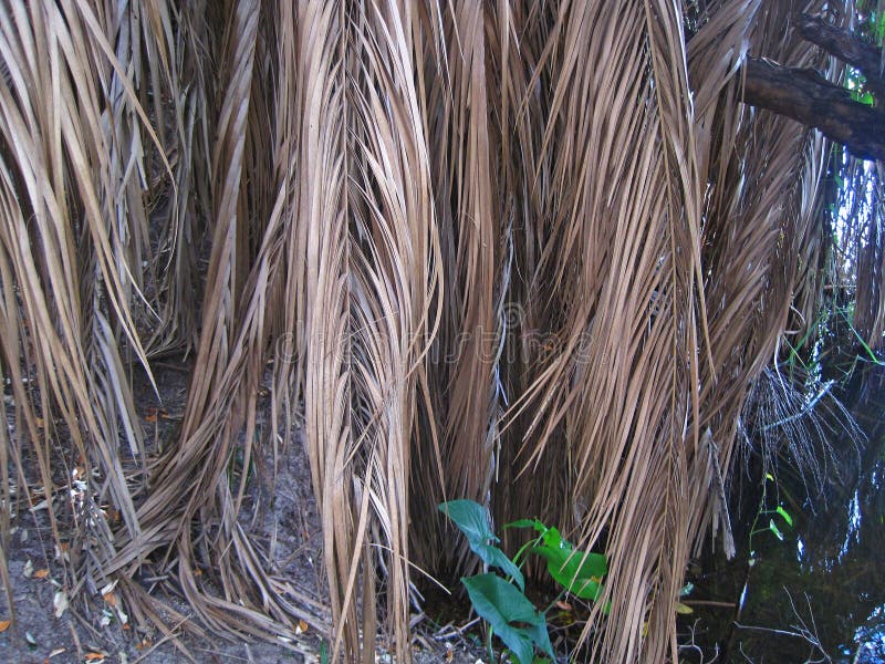 DRIED FRONDS of PALM TREE stock photo. Image of bright - 125052072