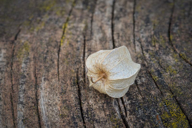 Physalis Alkekengi Fruit Husk Stock Photo - Image of cover, autumn ...