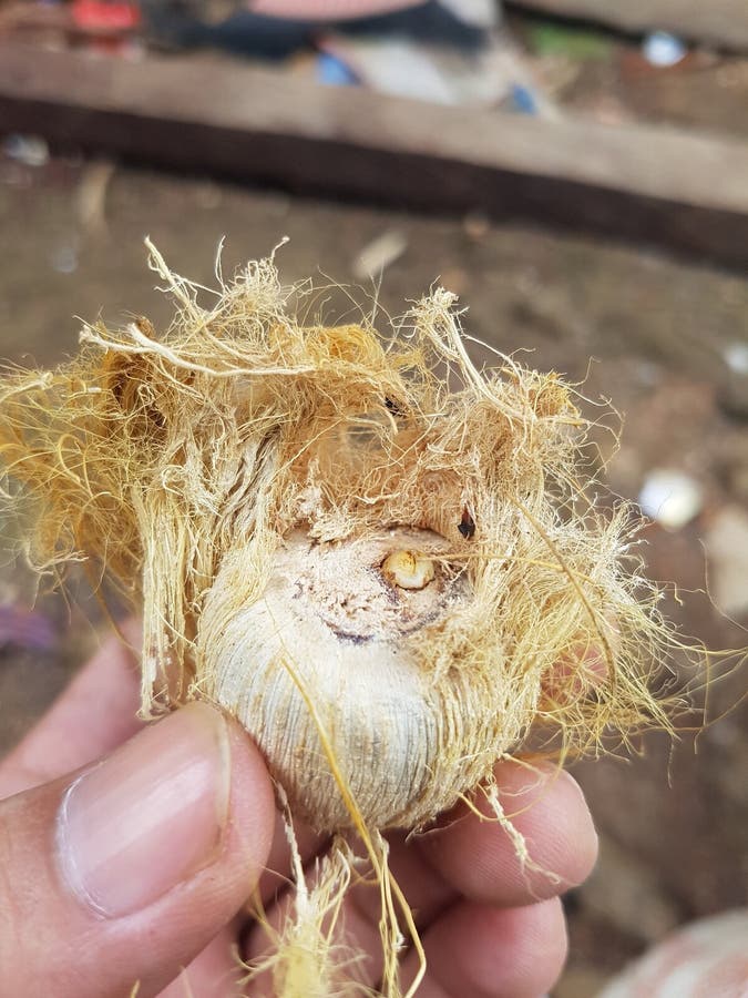 Dried Fruits with Hair that is Shown with the Hand Stock Image - Image ...