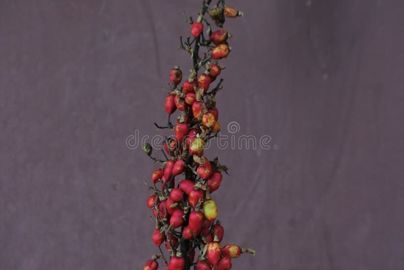 Dried Galangal Flower Texture. Small Seed of Galangal Plant after ...