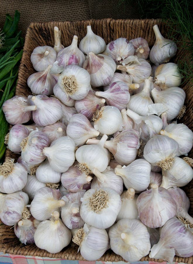 Dried Garlic stock image. Image of gourmet, basket, agriculture - 12400713