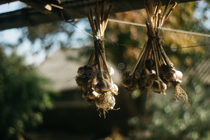 Dried Garlic Garlic is Drying in the Yard Stock Photo - Image of fresh ...