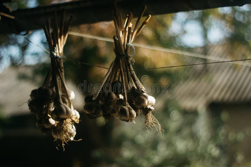 Dried Garlic Garlic is Drying in the Yard Stock Photo - Image of bean ...