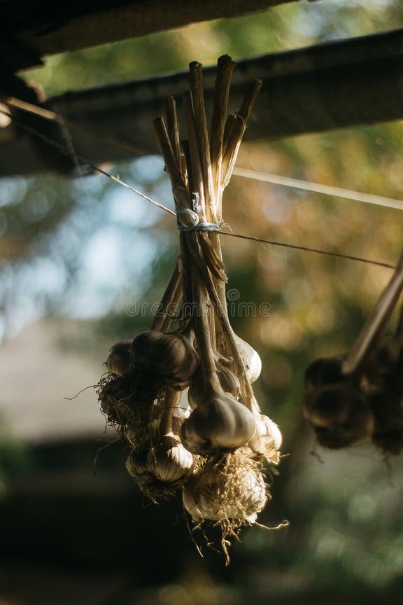 Dried Garlic Garlic is Drying in the Yard Stock Photo - Image of garlic ...