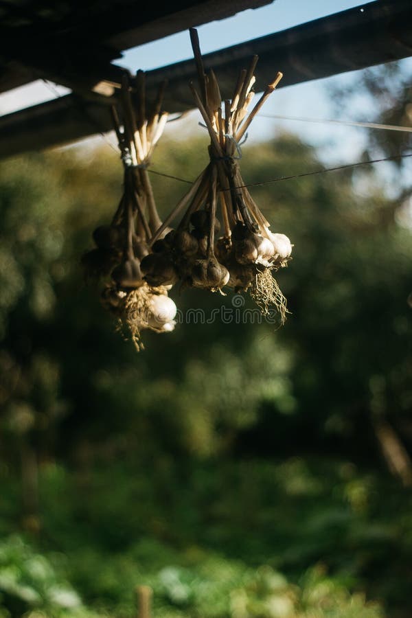 Dried Garlic Garlic is Drying in the Yard Stock Image - Image of ...