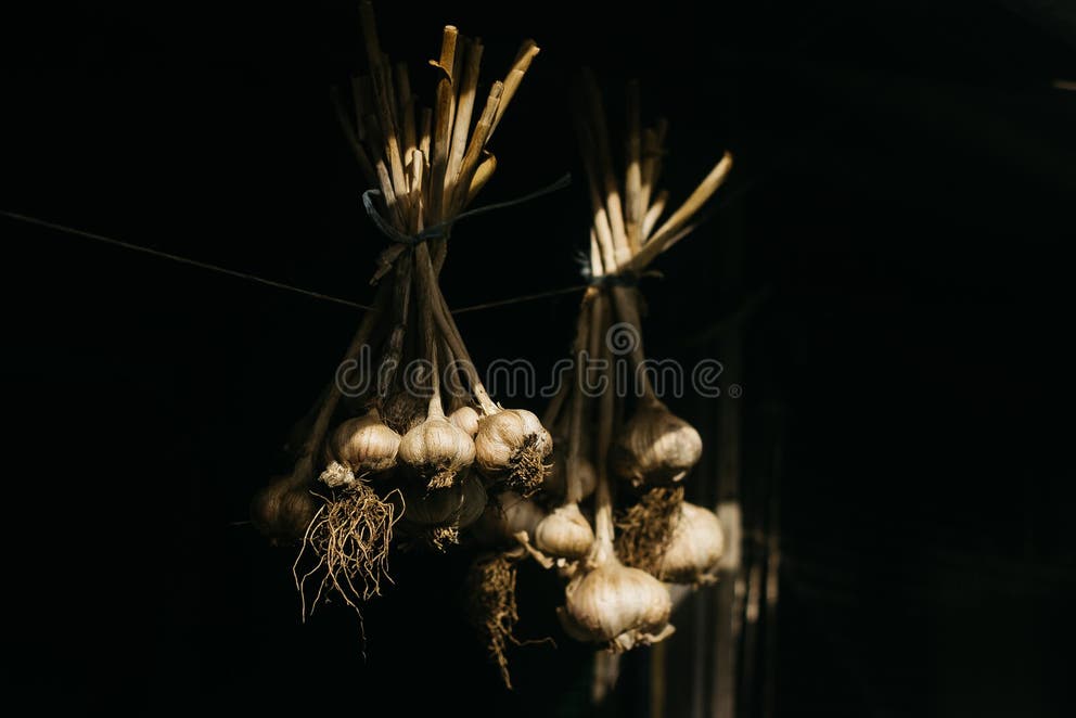 Dried Garlic Garlic is Drying in the Yard Stock Photo - Image of flower ...